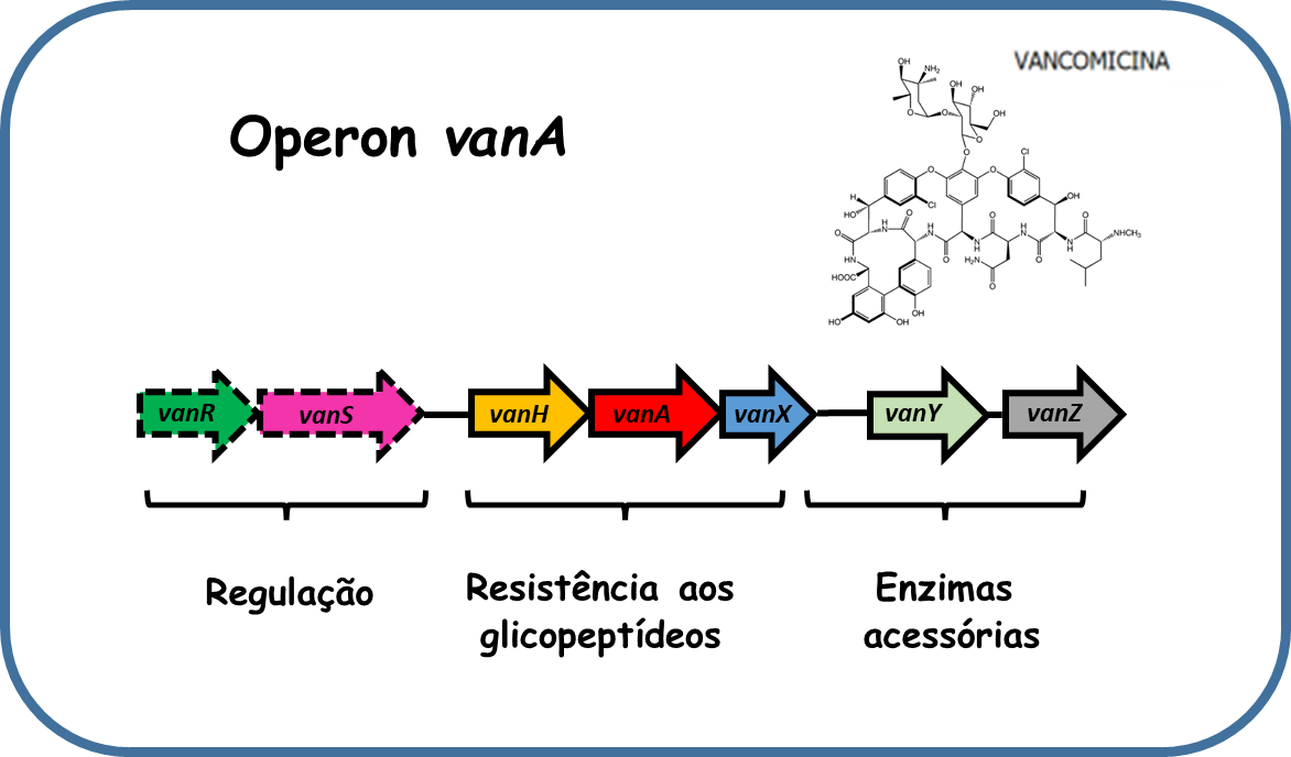 Enterococos variável à vancomicina: emergência da resistência aos ...